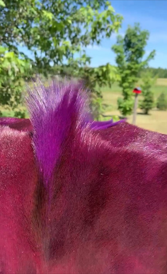 Blesbok Purple
