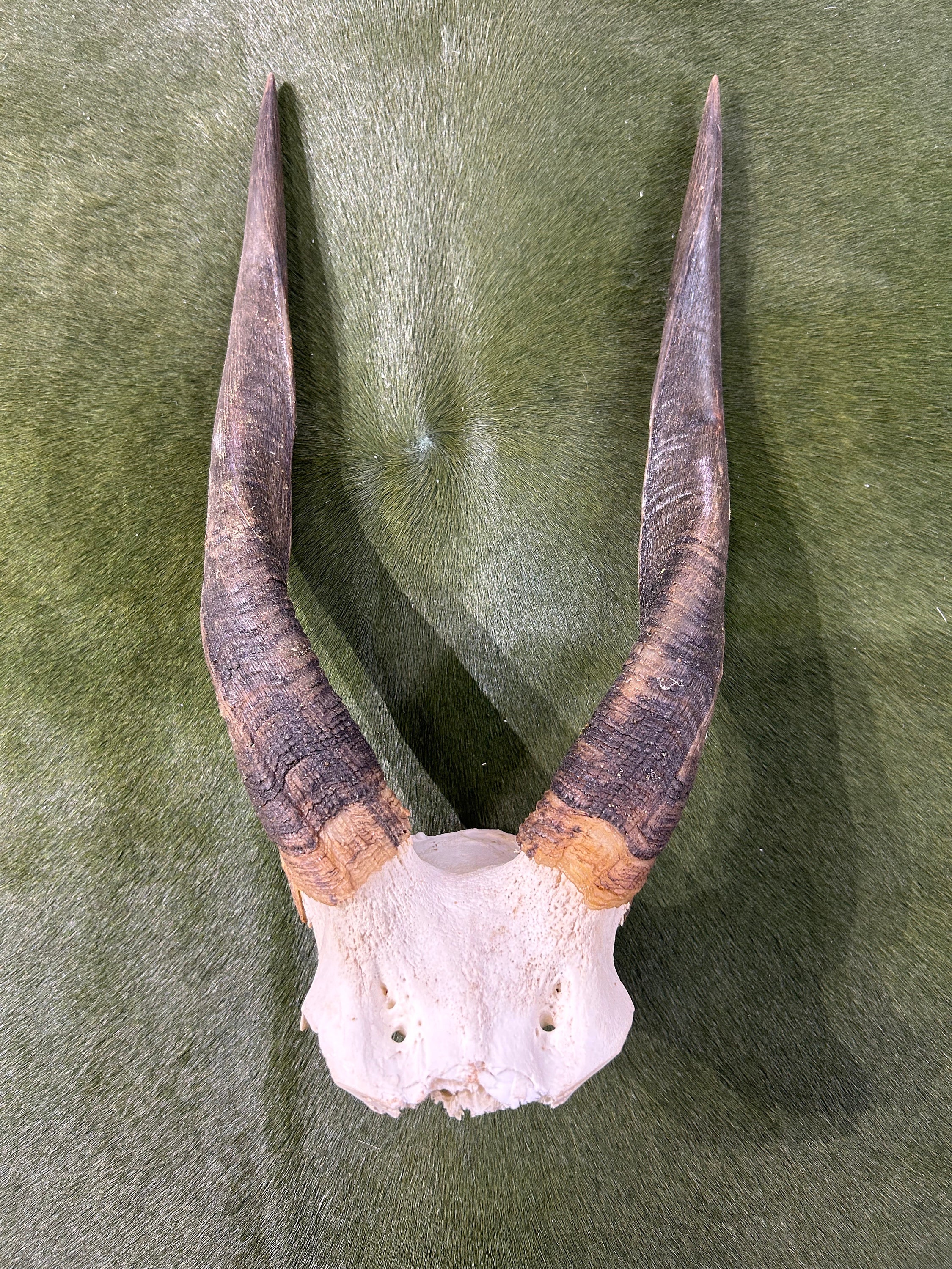 Blesbok Horn Headpiece