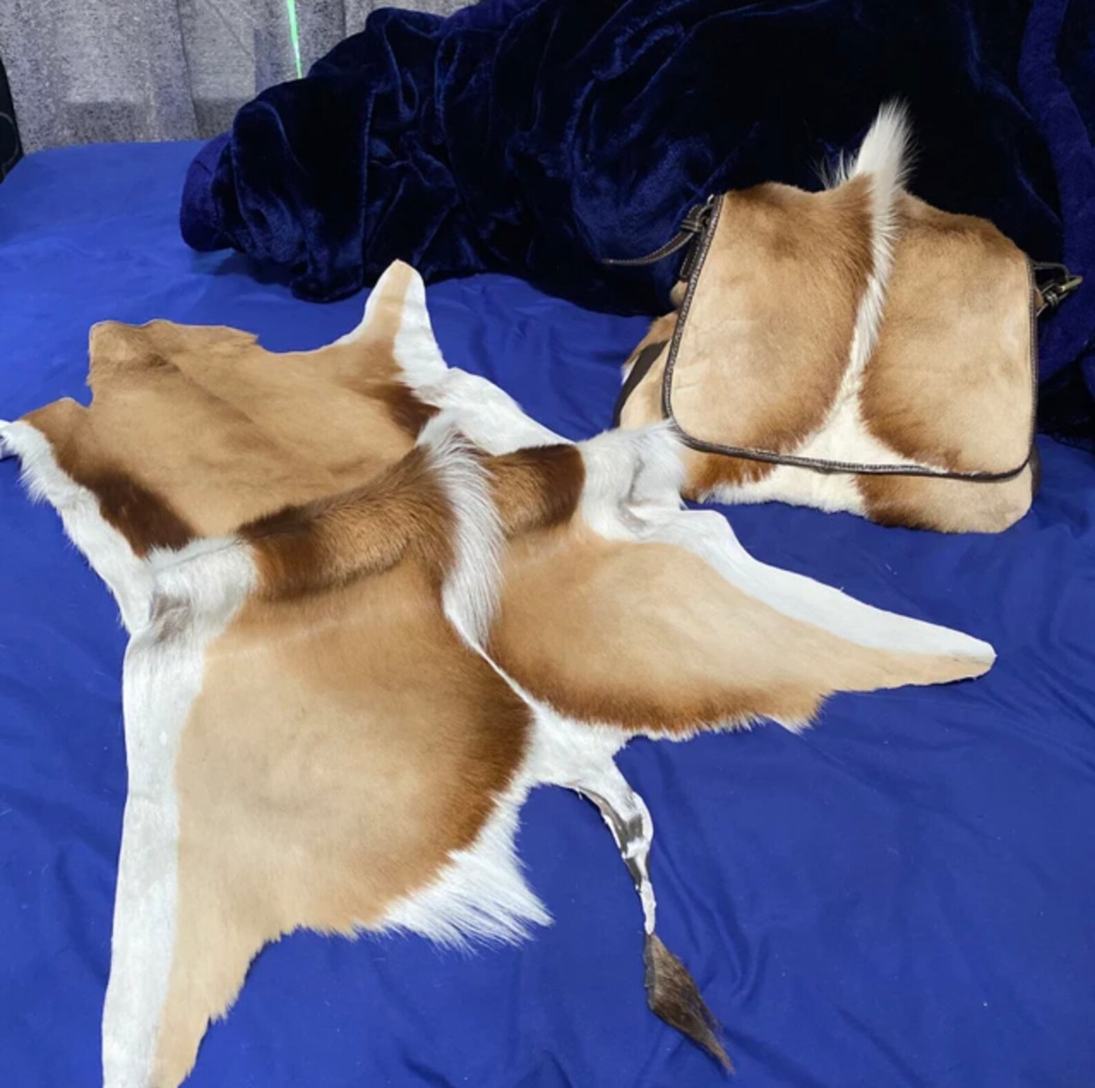 Springbok Hide Natural XXL African SPRINGBOK Skin Approx. - Etsy