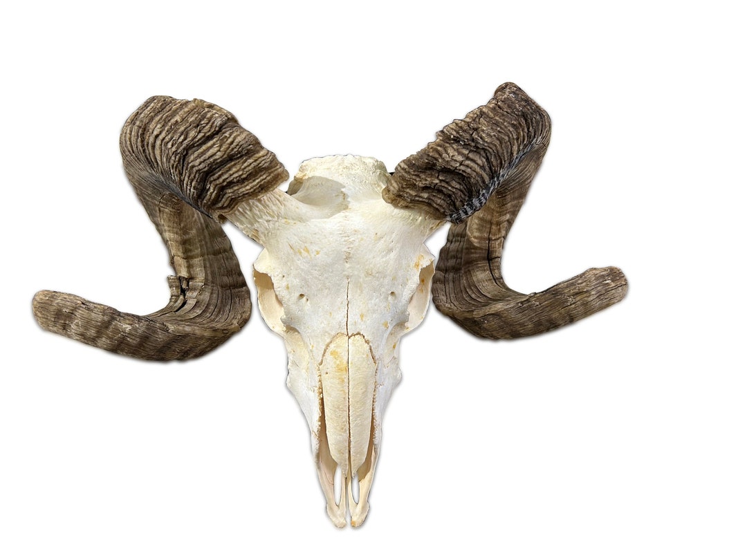 Ram Skull Real Marino Ram Skull Approx Size: 13LX17WX8D Inches Made for ...