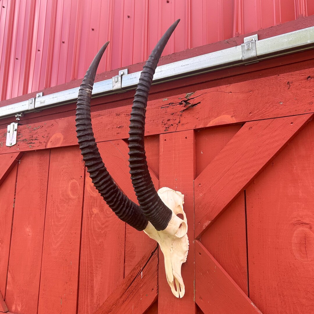 Giant Sable Skull 33 Deer Skull Real African Antelope Horns African ...