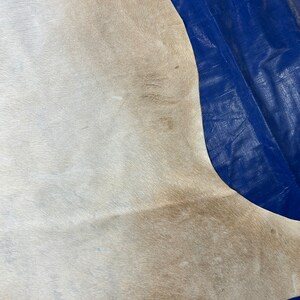 Light Cowhide Rug With Beige Belly Size: 7x6.2 Feet D-319 - Etsy