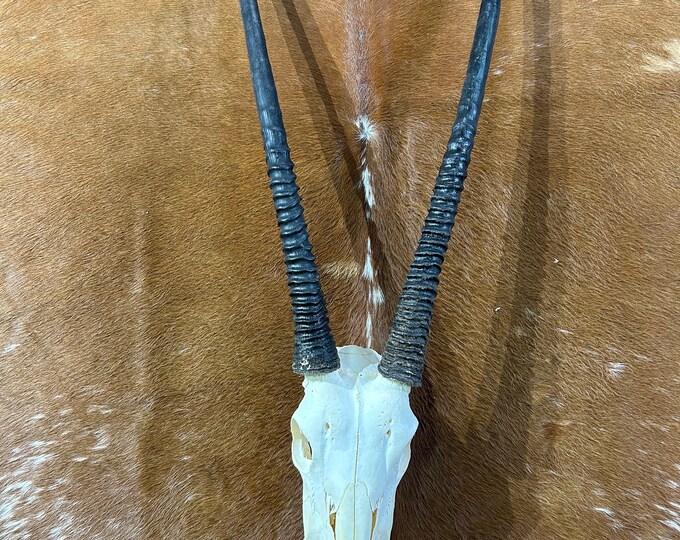 BIG Oryx Skull African Antelope Horn Gemsbok Skull horns Are Around 35 ...