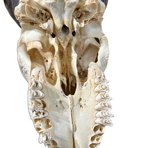 Giant Carved Eland Skull Real African Antelope Horns and Skull African ...