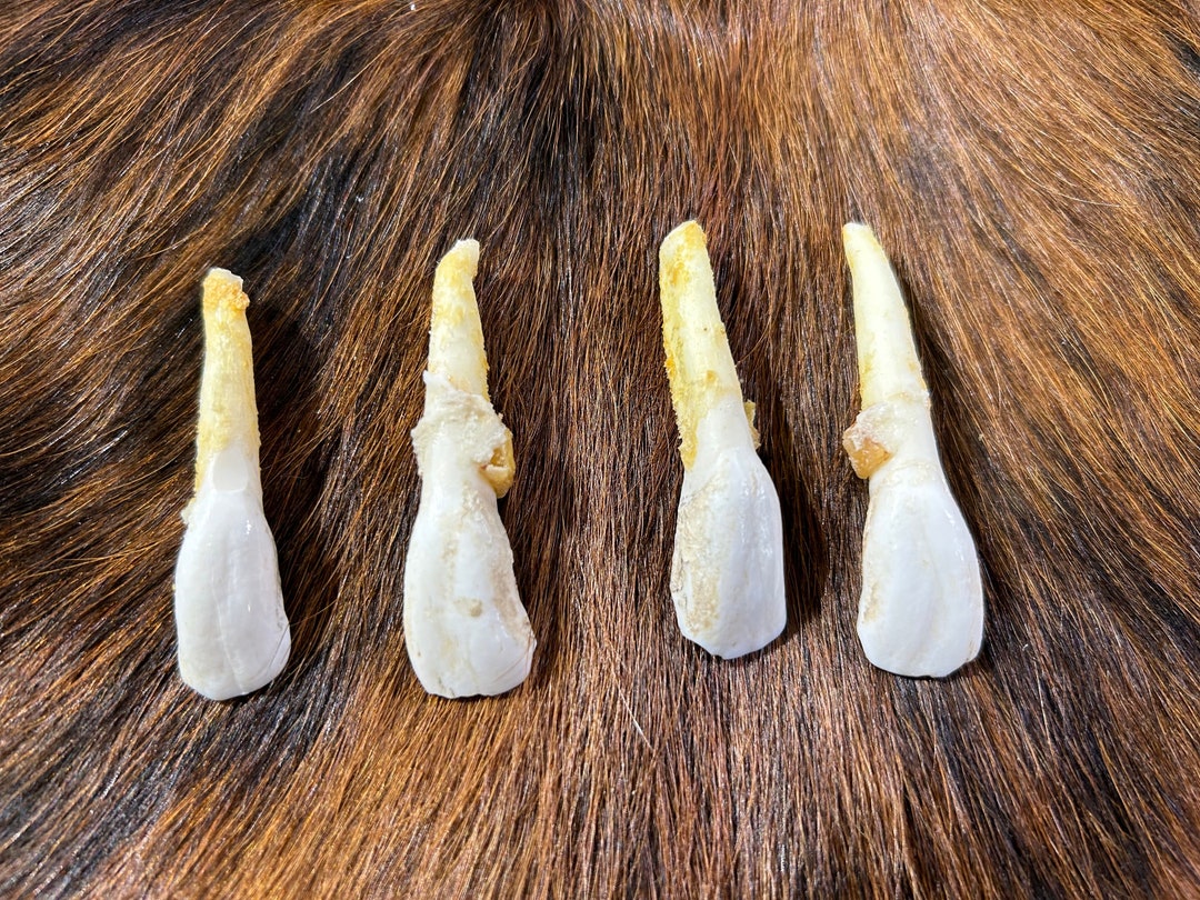 4 Natural Antelope Teeth From Lower Jaw - Etsy