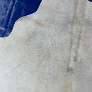 Light Cowhide Rug With Beige Belly Size: 7x6.2 Feet D-319 - Etsy