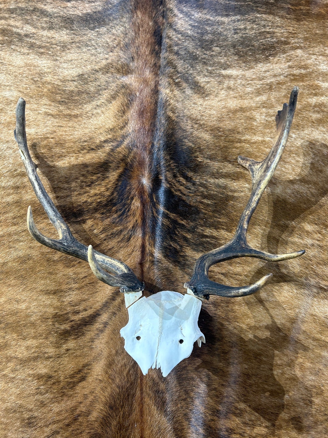 Deer Skull Real Fallow Deer Horns SKULL Cap Fallow Skull Approximate ...