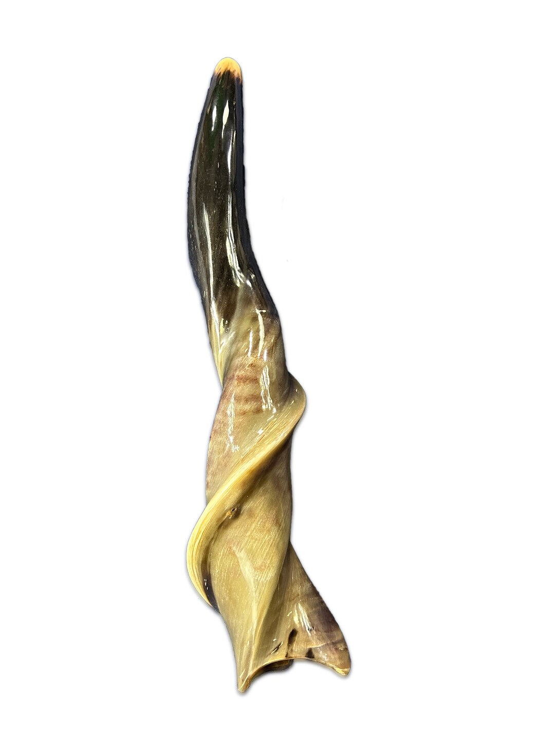 1 Fully Polished Eland Horn Shofar, Antelope Horn, Deer Horn, Dog Chew ...