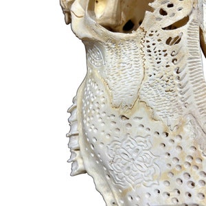 Giant Carved Eland Skull Real African Antelope Horns and Skull African ...