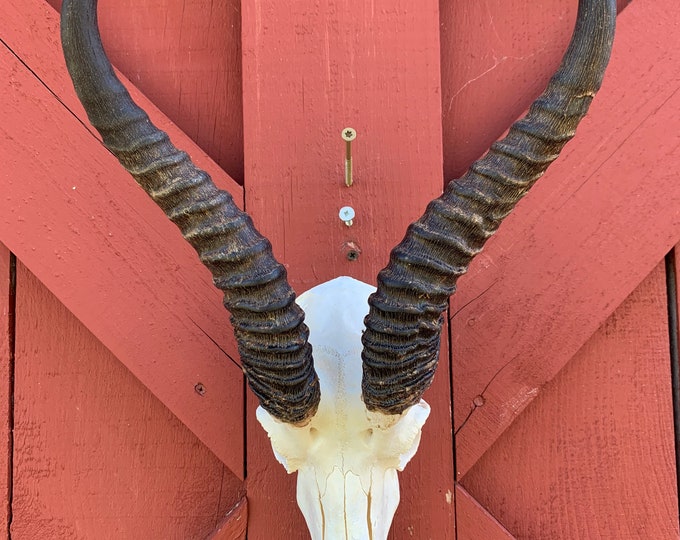 19 Blackbuck European Real Skull Taxidermy Mount Man Cave Lodge Decor ...