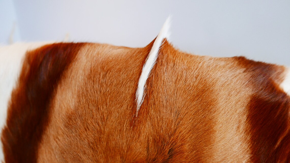 Springbok Hide Natural XXL African SPRINGBOK Skin Approx. - Etsy