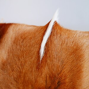 Springbok Hide, Natural XXL African SPRINGBOK Skin, Approx. Size: 39x22 ...