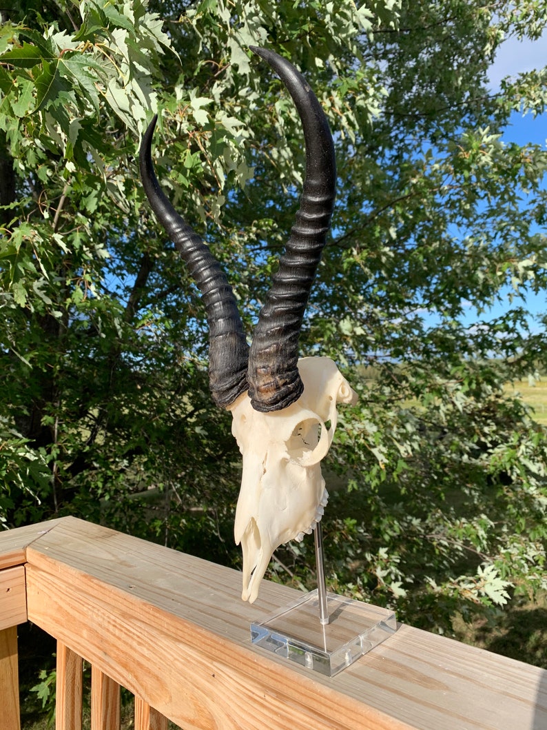 Real Springbok Skull on Acrylic Stand African Antelope Horns - Etsy