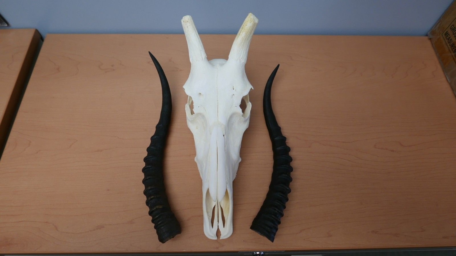 Deer Skull Real Blesbok Antelope Horns TAXIDERMY ANIMAL SKULL - Etsy