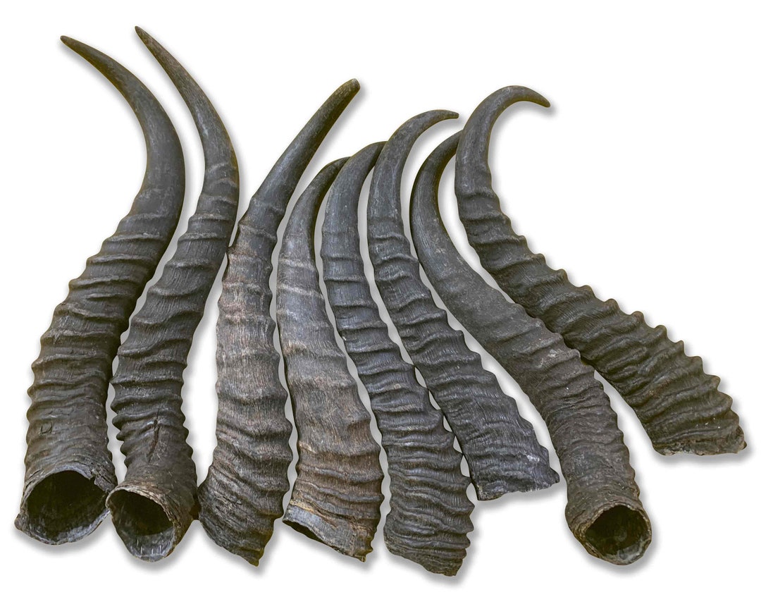 1 Natural Springbok Horn, Springbok Horn, Dog Chew, Deer Horn Average ...