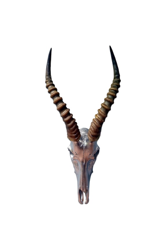 Saiga Antelope Skull