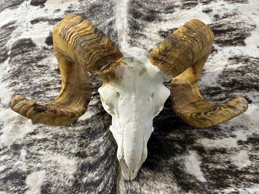 Ram Skull BIG Real Marino Ram Horns and Skull Approx Size: 13LX18WX10D ...