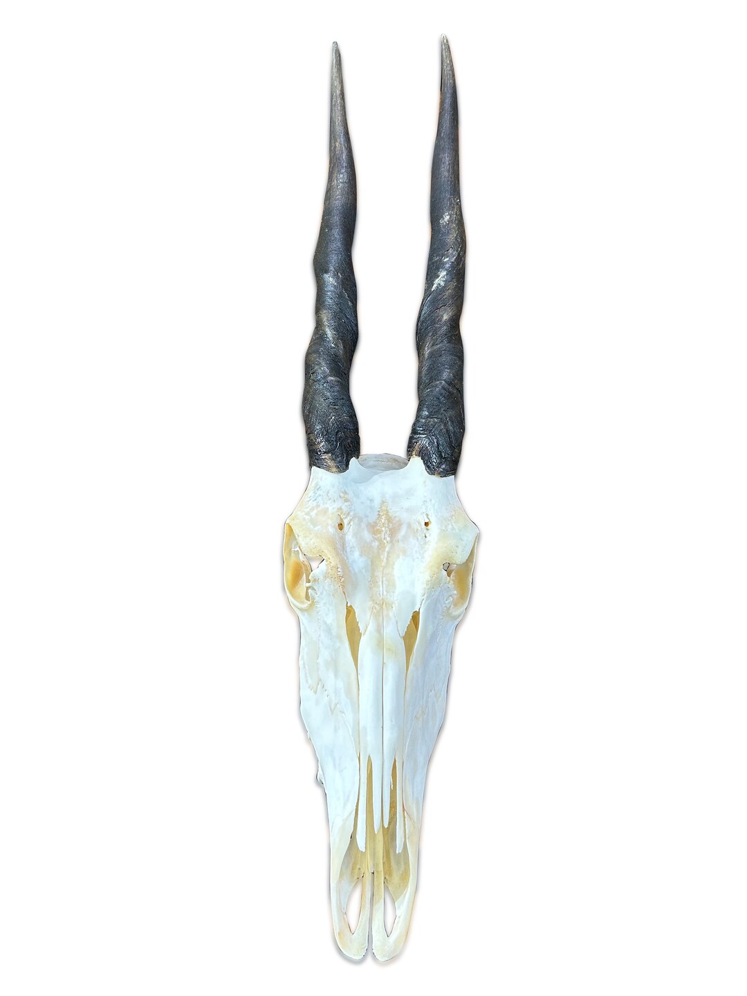 Eland Skull Real African Antelope Horns and Skull African Eland Head 25 ...