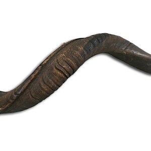 1 corne de koudou, corne de koudou naturelle grande, cornes de cerf ...