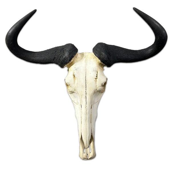Real Wildebeest Skull - Etsy