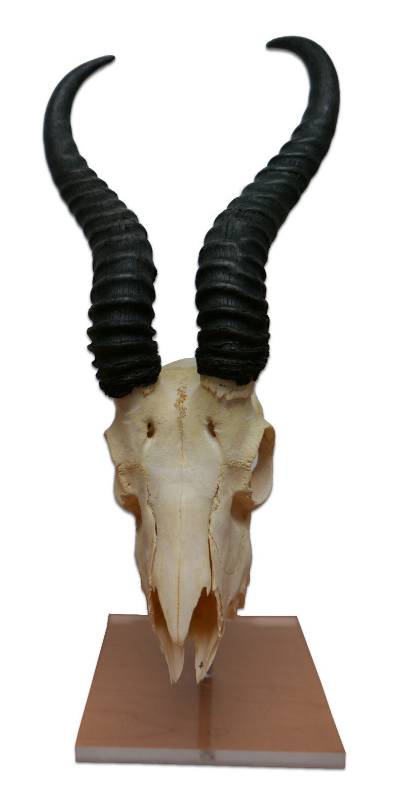 Real Springbok Skull on Acrylic Stand African Antelope Horns - Etsy