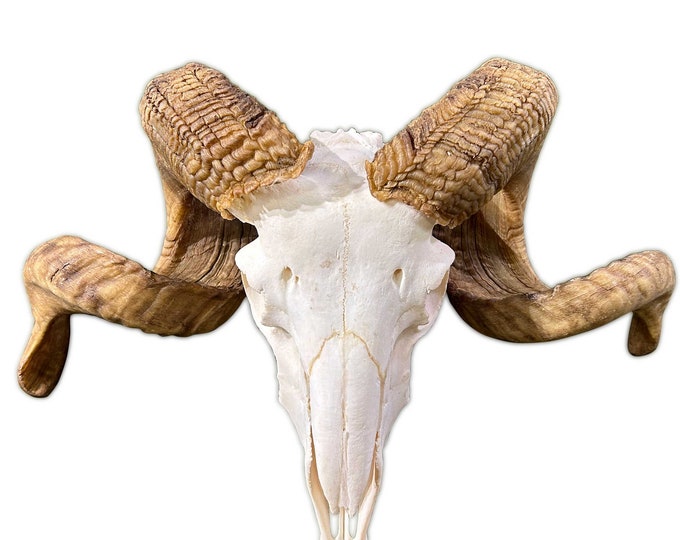 Ram Skull 1 Real Marino Ram Horns and Skull Approx Size: 14LX20WX8D ...