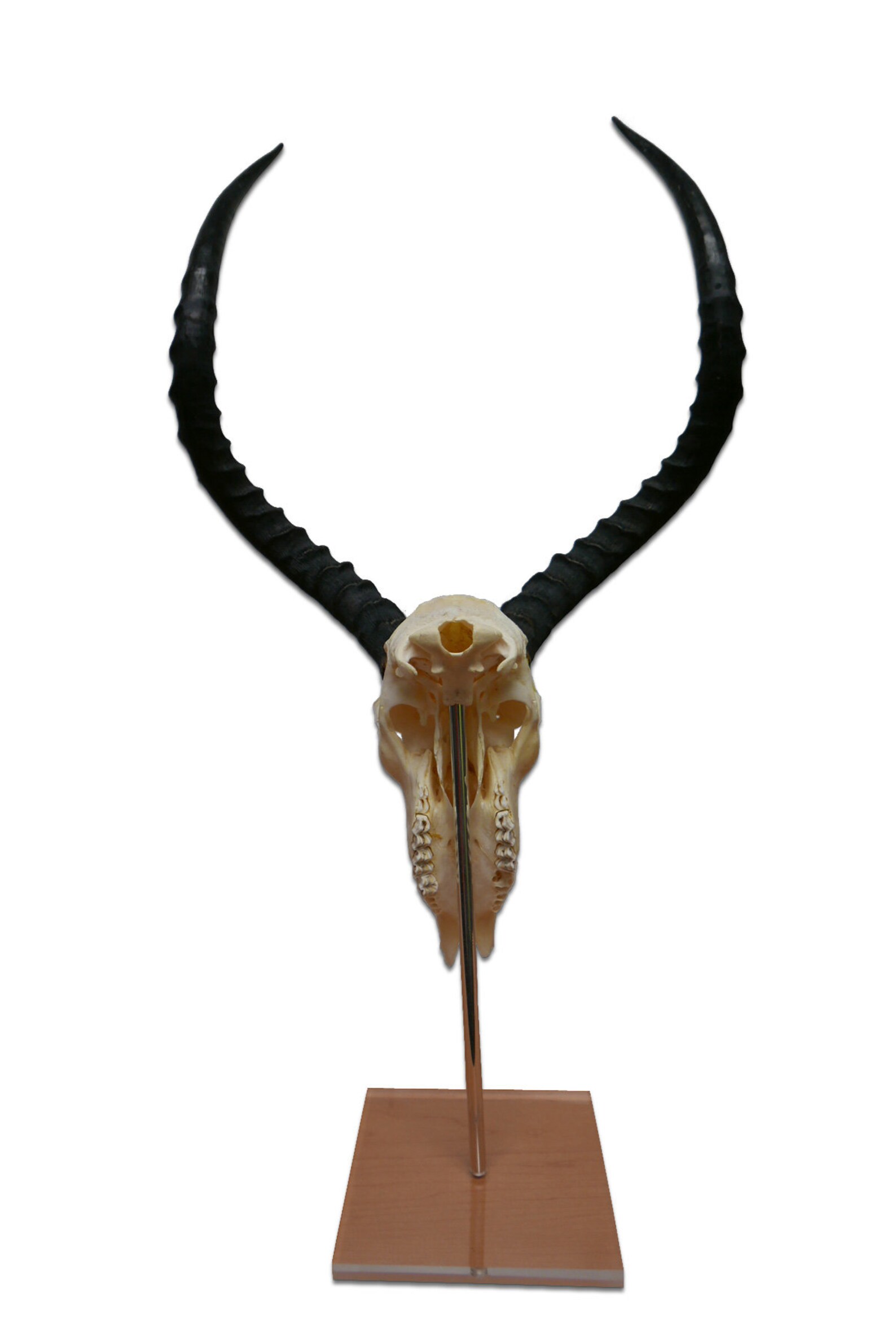 Real Impala Skull on Acrylic Stand African Antelope Horns - Etsy