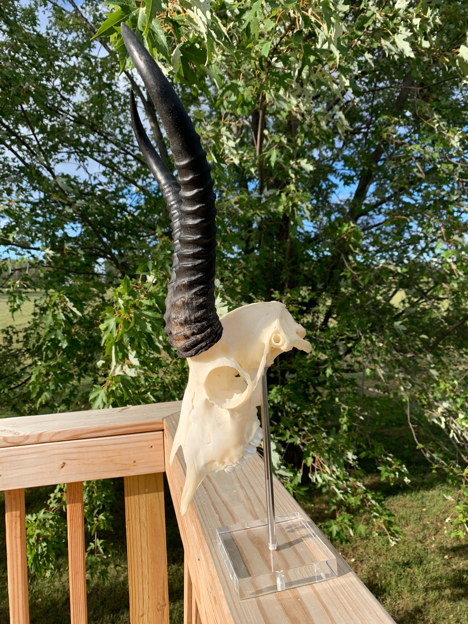 Real Springbok Skull on Acrylic Stand African Antelope Horns - Etsy
