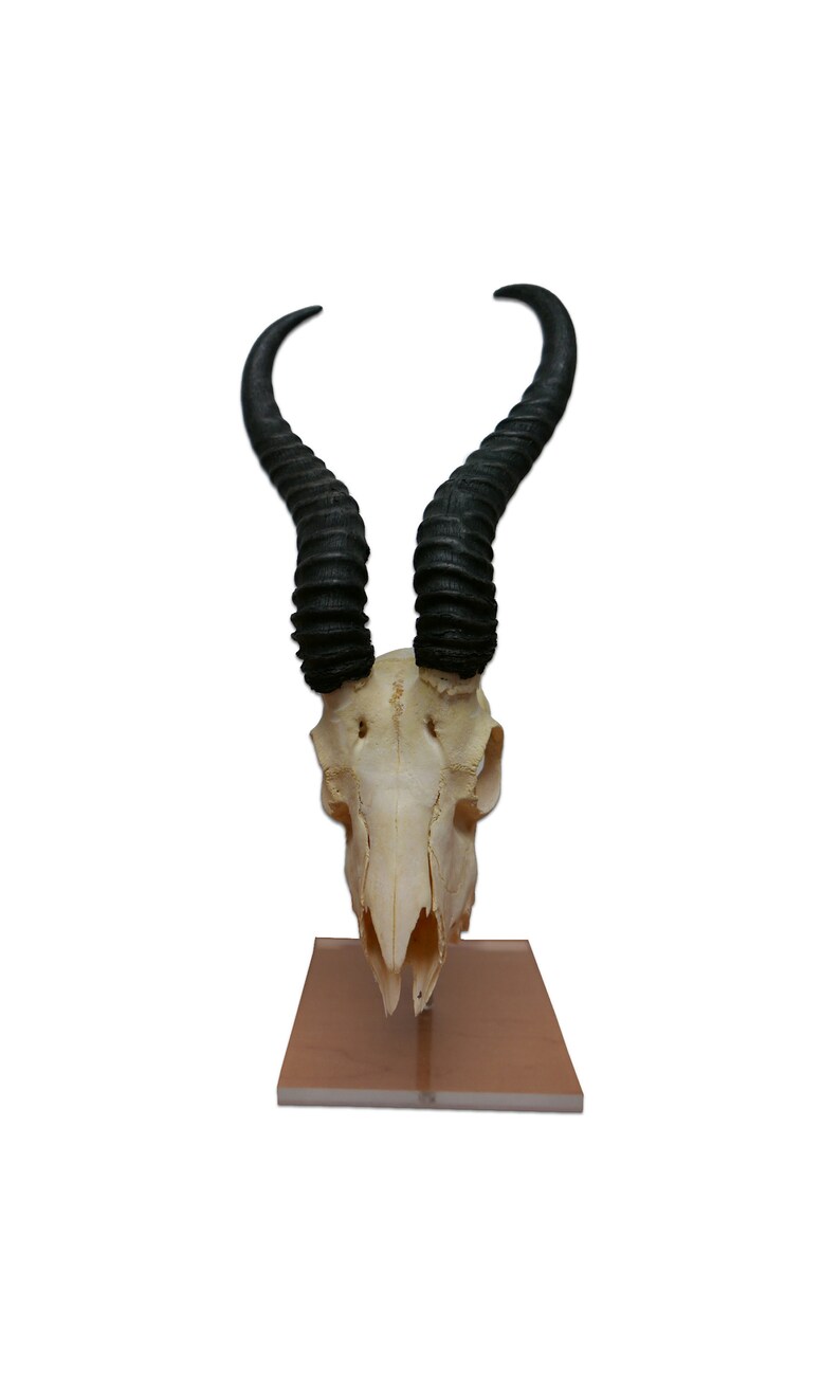 Real Springbok Skull on Acrylic Stand African Antelope Horns - Etsy
