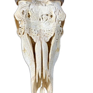 Giant Carved Eland Skull Real African Antelope Horns and Skull African ...