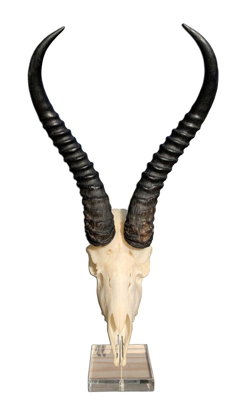 Real Springbok Skull on Acrylic Stand African Antelope Horns - Etsy