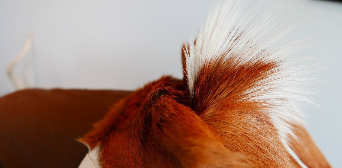 Springbok Hide Natural XXL African SPRINGBOK Skin Approx. - Etsy