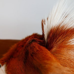 Springbok Hide, Natural XXL African SPRINGBOK Skin, Approx. Size: 39x22 ...