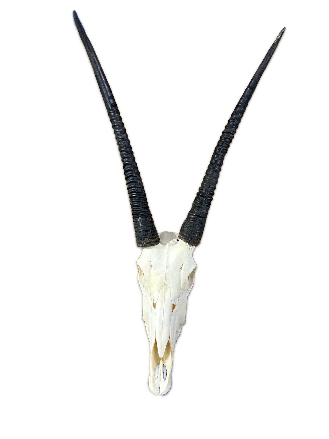BIG Oryx Skull African Antelope Horn Gemsbok Skull horns - Etsy