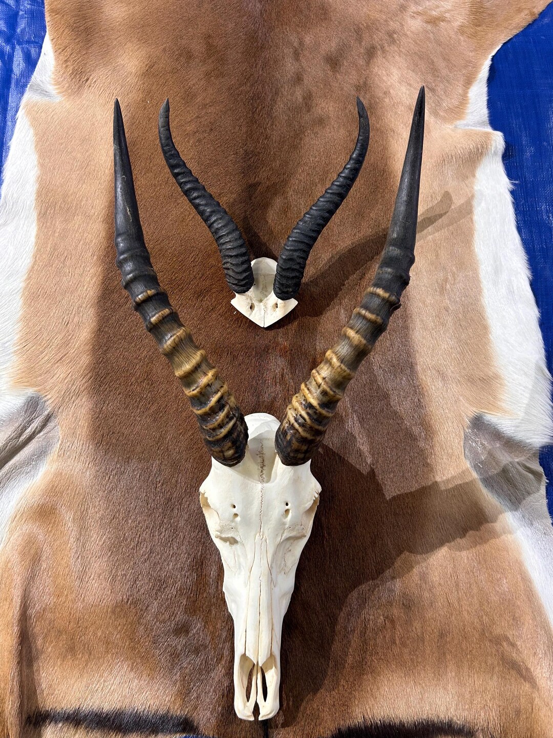 Real Blesbok Antelope Horns TAXIDERMY ANIMAL SKULL Blesbok Skull ...