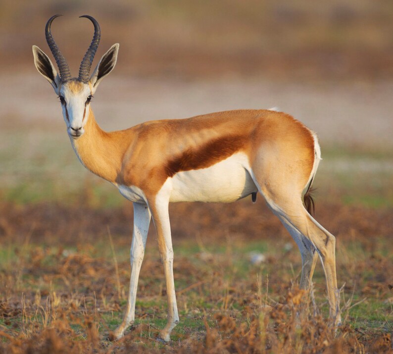 Springbok Hide Natural XXL African SPRINGBOK Skin Approx. - Etsy