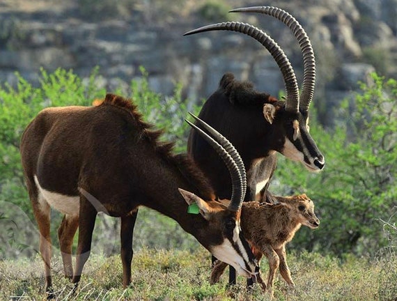 Giant Sable Antelope Size
