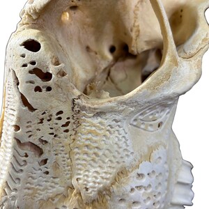 Giant Carved Eland Skull Real African Antelope Horns and Skull African ...