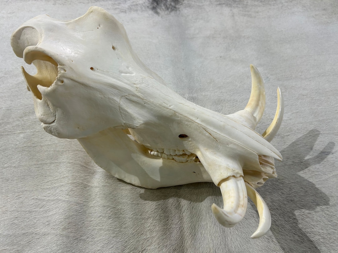 African Pig Skull Real Wild Pig Polished Cranium - Etsy