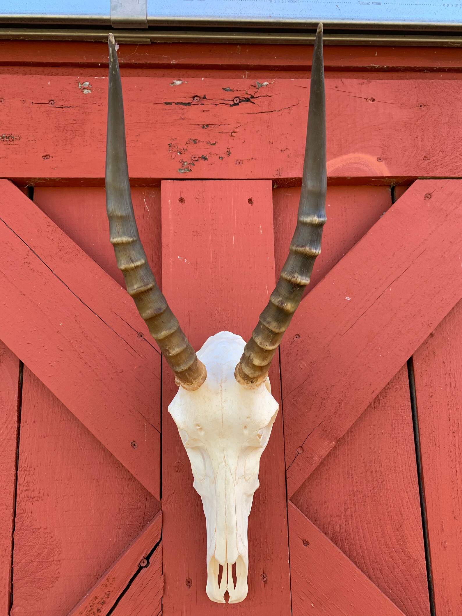 Deer Skull Real Blesbok Antelope Horns TAXIDERMY ANIMAL SKULL - Etsy