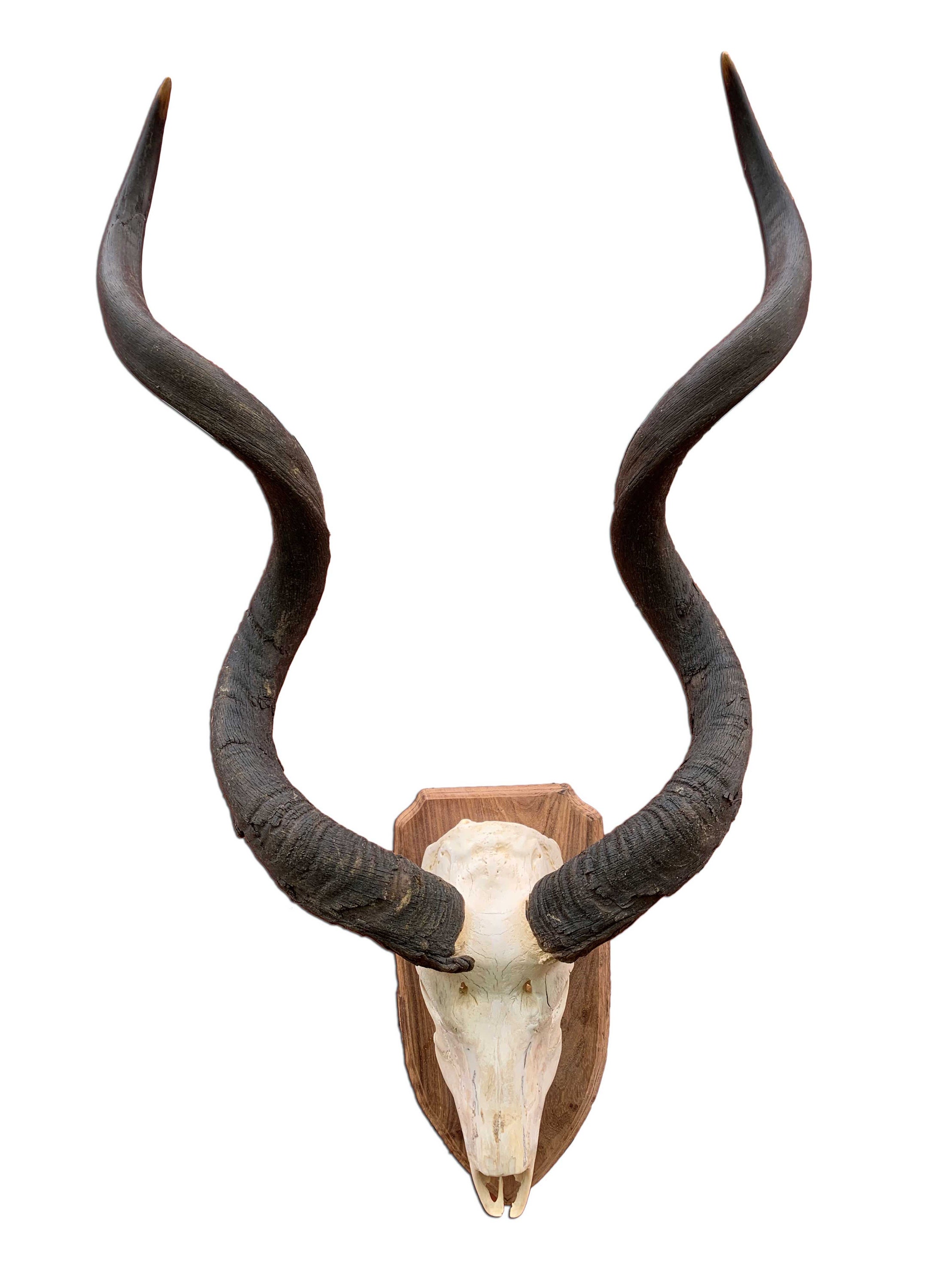 Greater Kudu Skull
