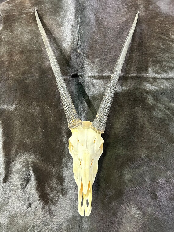 Gemsbok Skull