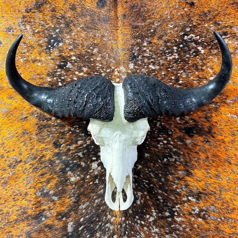 Buffalo Skull - Etsy