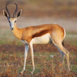 Real Springbok Skull on Acrylic Stand African Antelope Horns ...