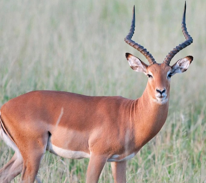 Impala Skin African Impala Hide/ Antelope Hide / Deer Skin | Etsy