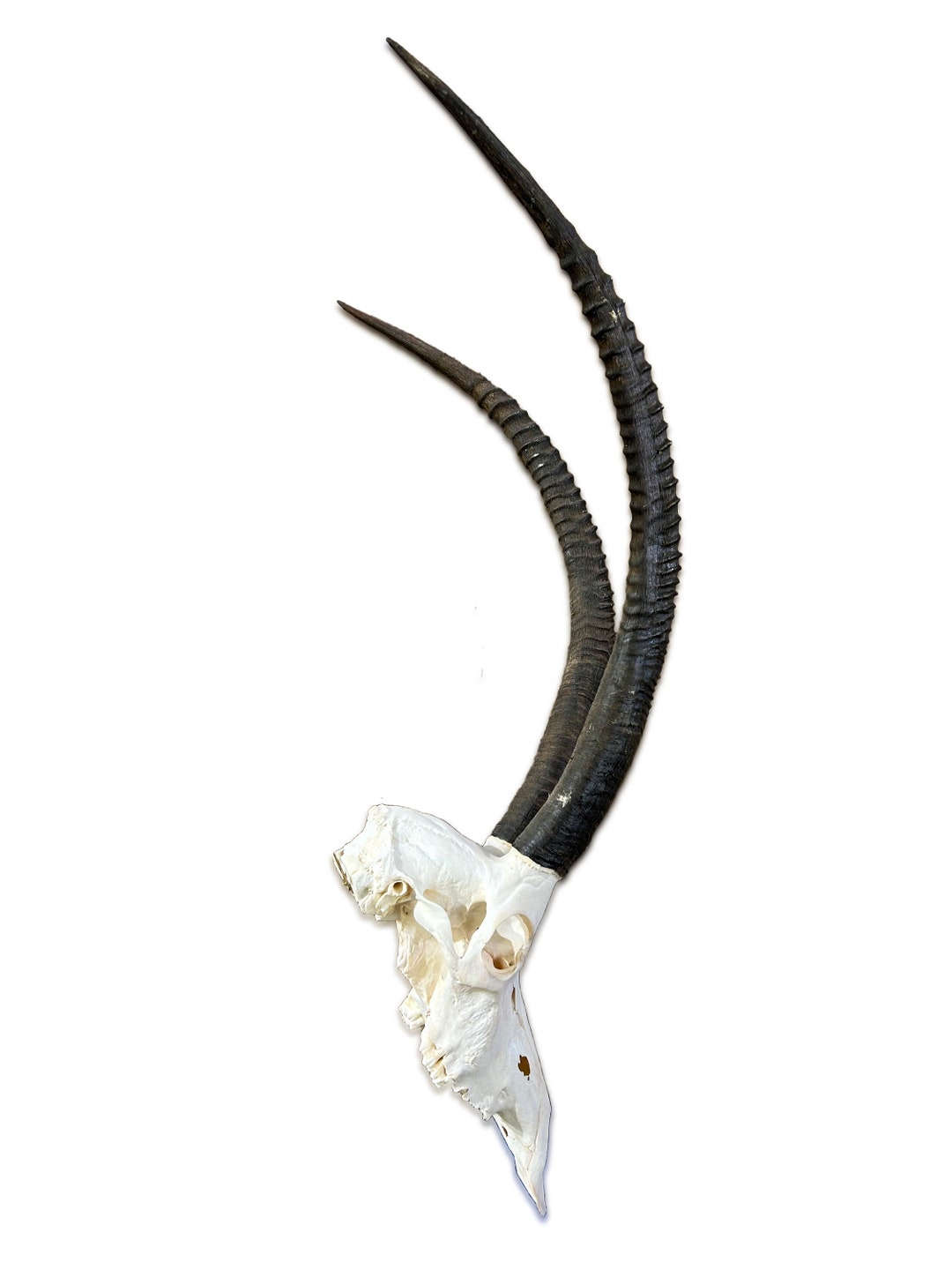 Giant Sable Skull 32 1/2 Deer Skull Real African Antelope Horns African ...