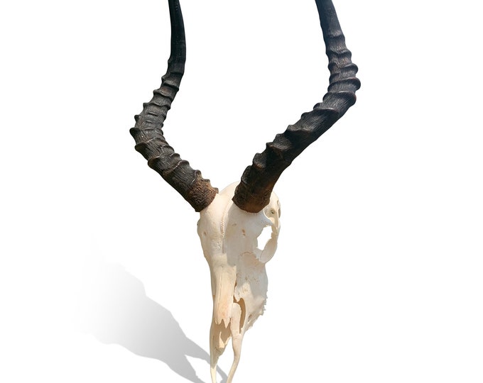Impala Skull - Real African Antelope Skull - African Trophy Animal ...
