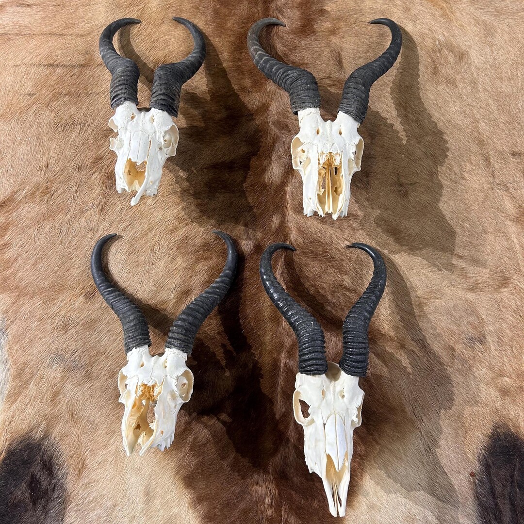 4 Deer Skulls 4 Real African Springbok Antelope Skulls African Trophy ...