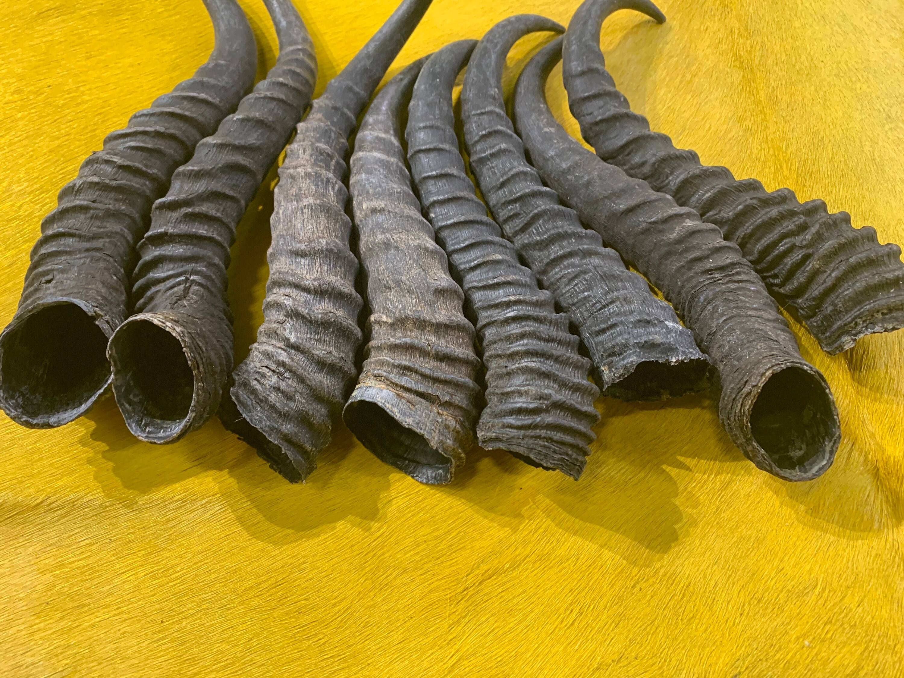 1 Natural Springbok Horn Springbok Horn Dog Chew Deer Horn - Etsy