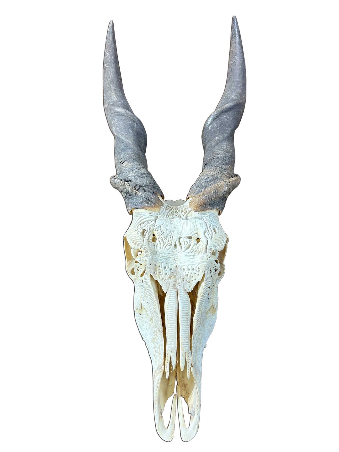 Giant Carved Eland Skull Real African Antelope Horns and Skull African ...